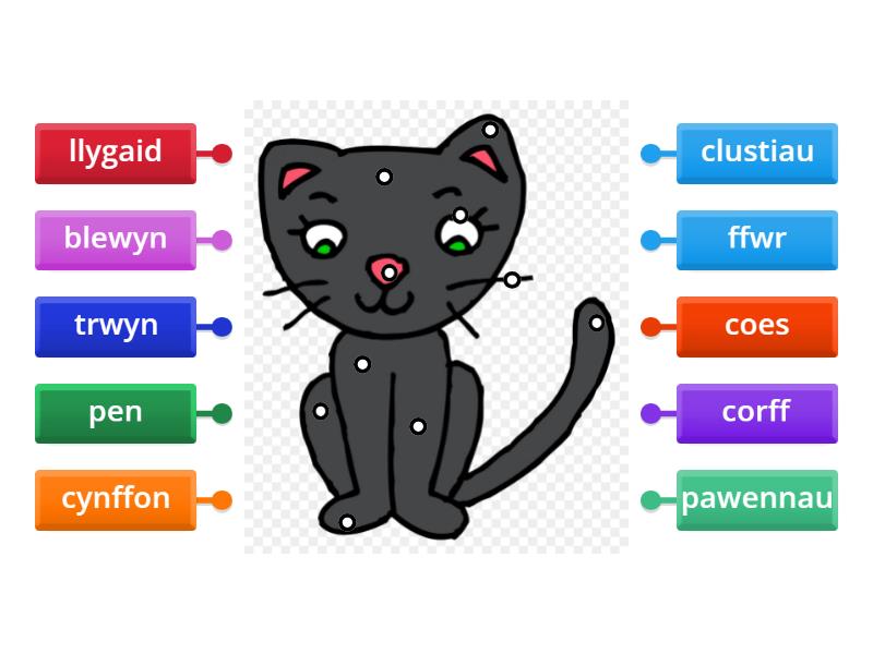 Labelu cath - Labelled diagram