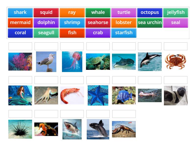 sea animals - Match up