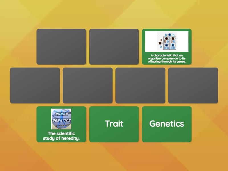 Inherited Traits - Matching pairs