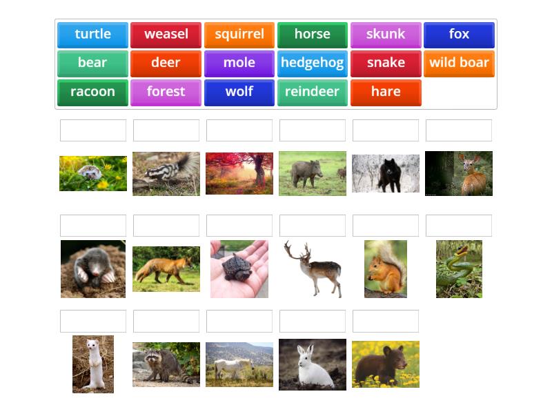 Forest Animals - Match up
