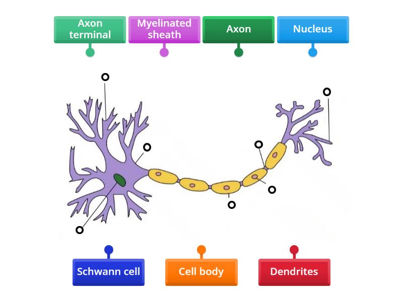 Motor neuron label - Labelled diagram