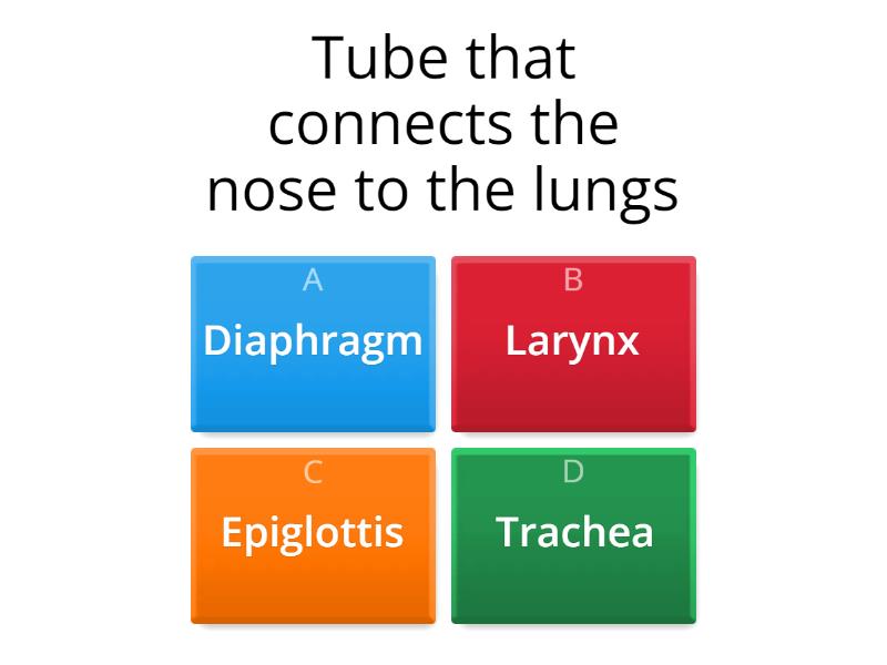 Respiratory system - Quiz