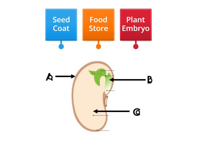 Labelled Seed Diagram - Labelled diagram