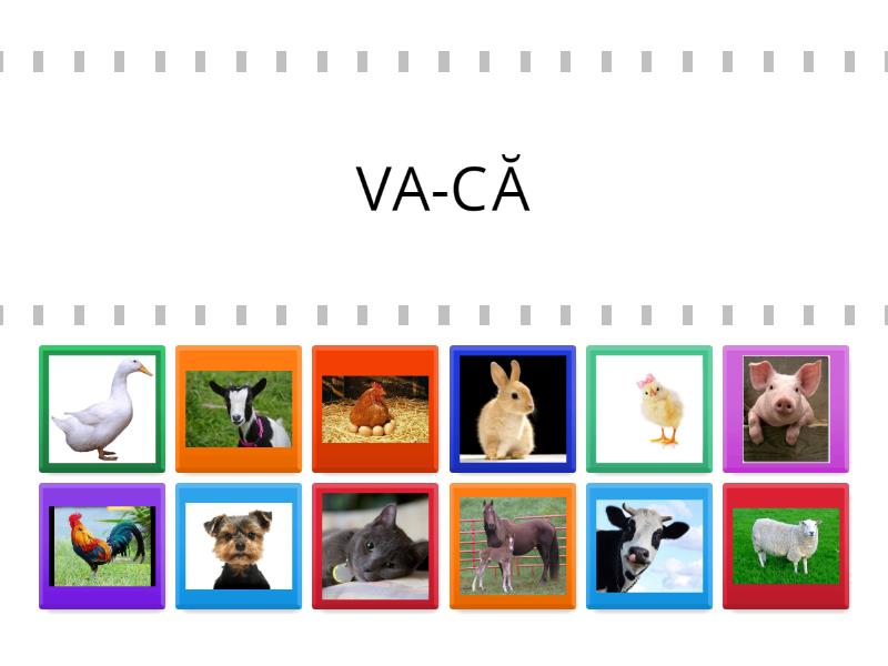 Animale domestice pe silabe - Find the match