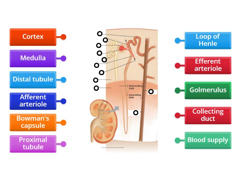Label the Nephron - Labelled diagram