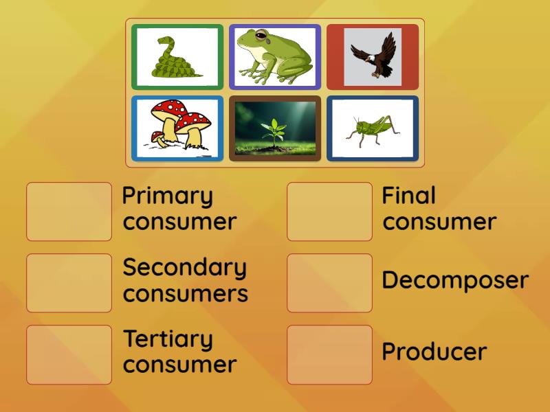 Food chain - Match up