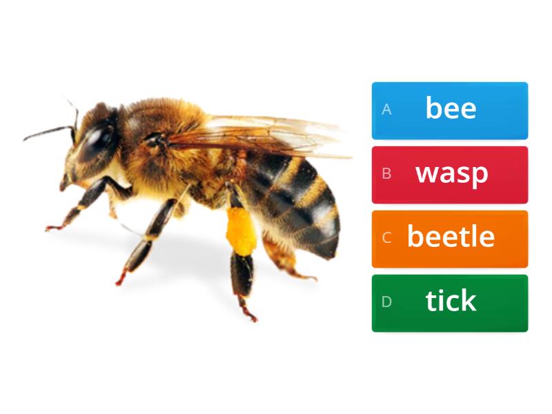 Bugs ( 20) - Quiz