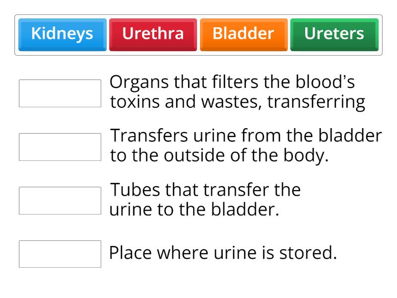 Urinary System / Organ's Functions - Match up