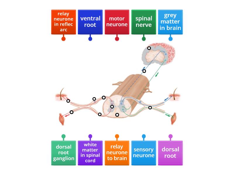 Nervous Pathways - Labelled diagram