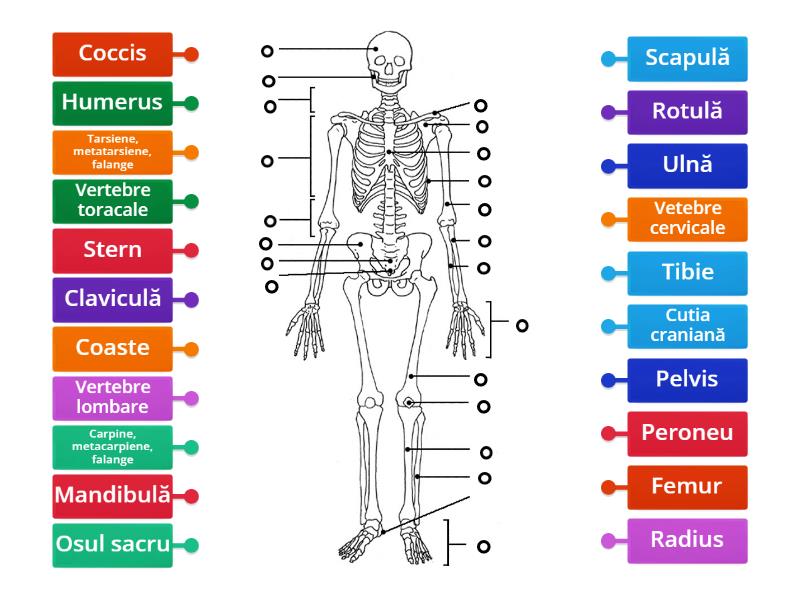 Sistemul osos - Labelled diagram