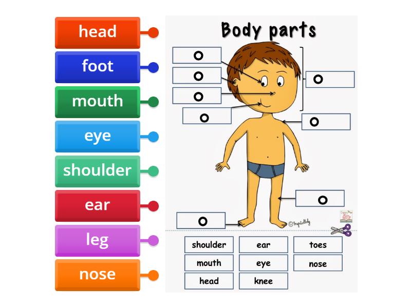 AS1 - U7 - L1: Body Parts - Labelled diagram