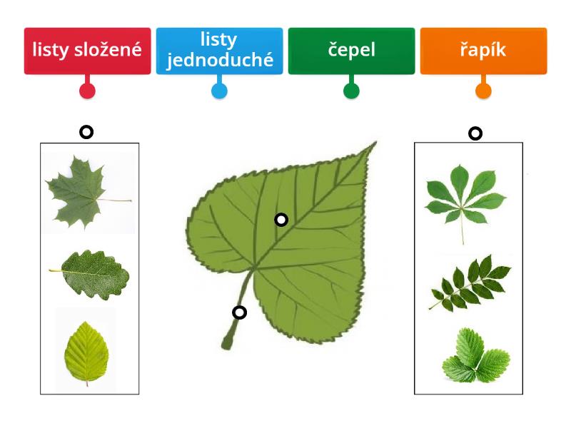 List - Labelled diagram