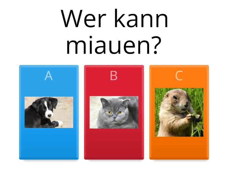 auf dem Bauernhof - Quiz