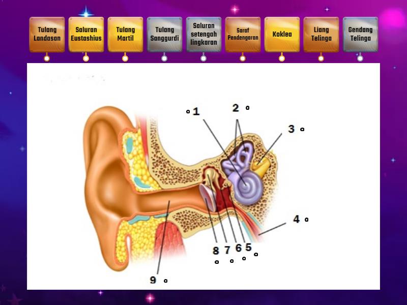 BAGIAN-BAGIAN TELINGA - Labelled diagram