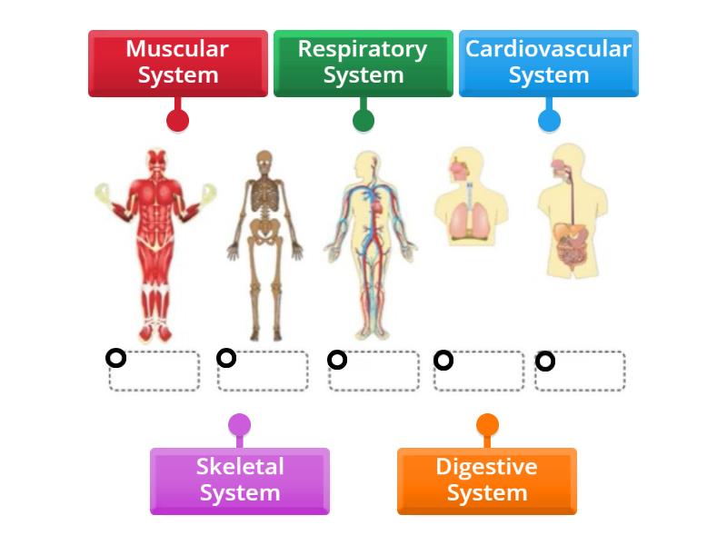 Body Systems - Labelled diagram