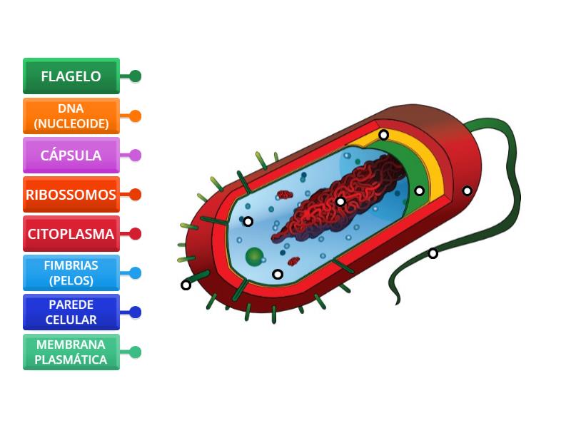CÉLULA PROCARIONTE (BACTÉRIA): ESTRUTURA - Labelled diagram