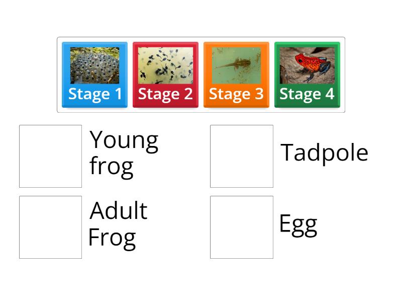 Frog Life cycle - Match up