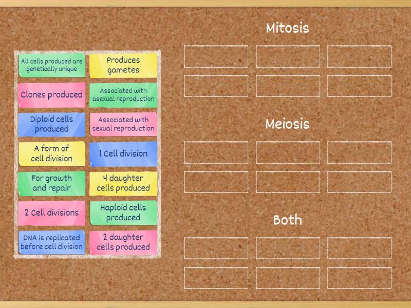 Mitosis Vs Meiosis - Group sort