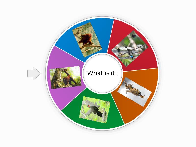 My Favorite Animal - Spin the wheel