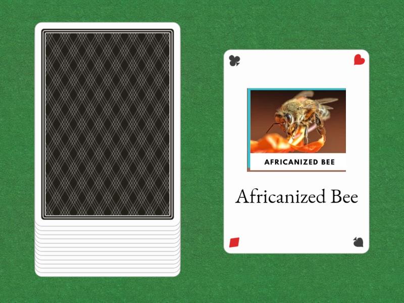 Types of Bees Cards - Speaking cards