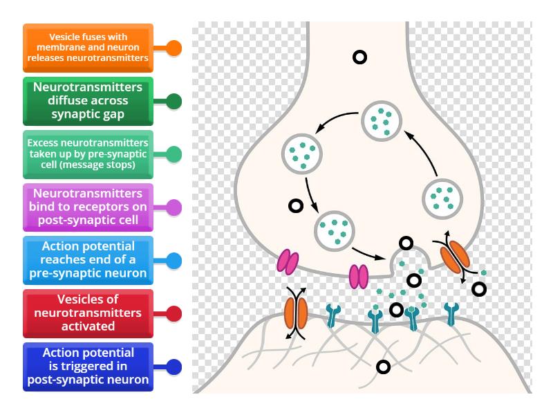 Stages In Synaptic Transmission - Labelled diagram
