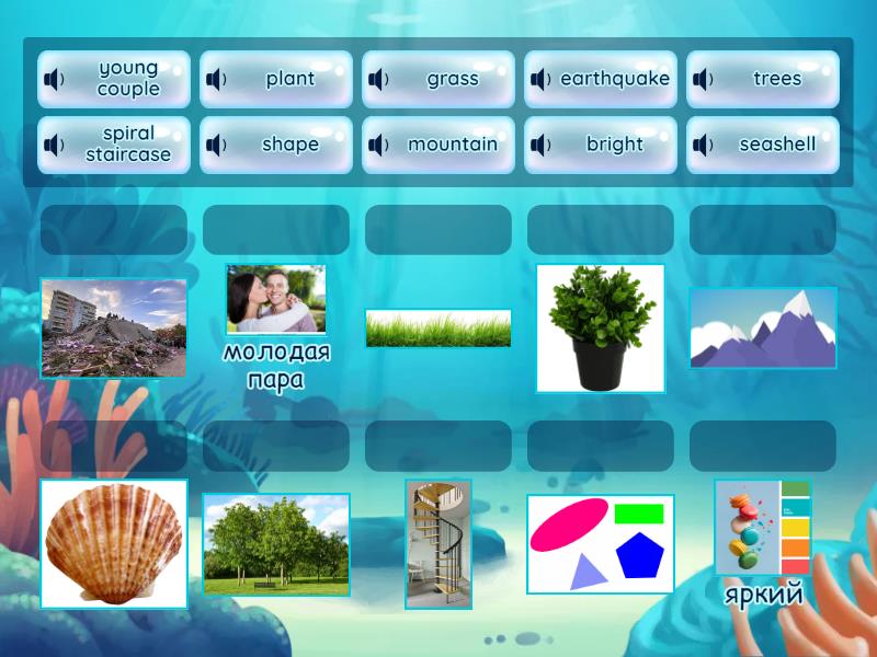 Life in a shell. Vocabulary - Match up