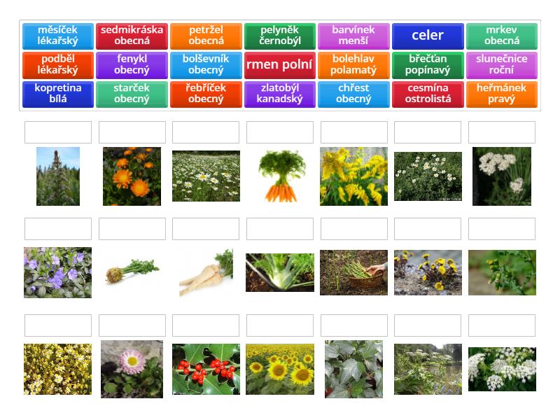 Botanika 2 - Match up