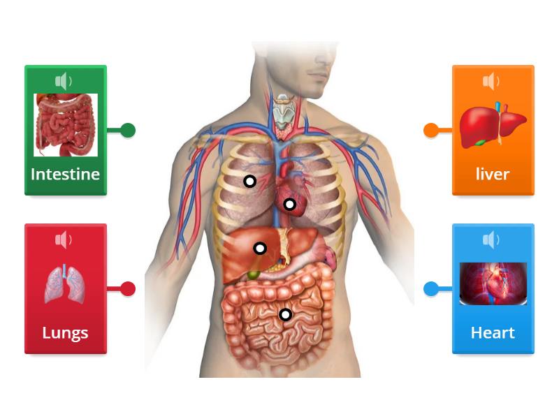 Human Body Organ's Grade 4 - Labelled diagram