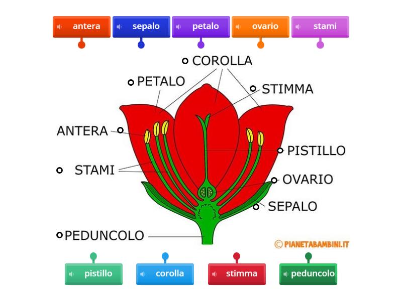 Le parti del fiore - Labelled diagram