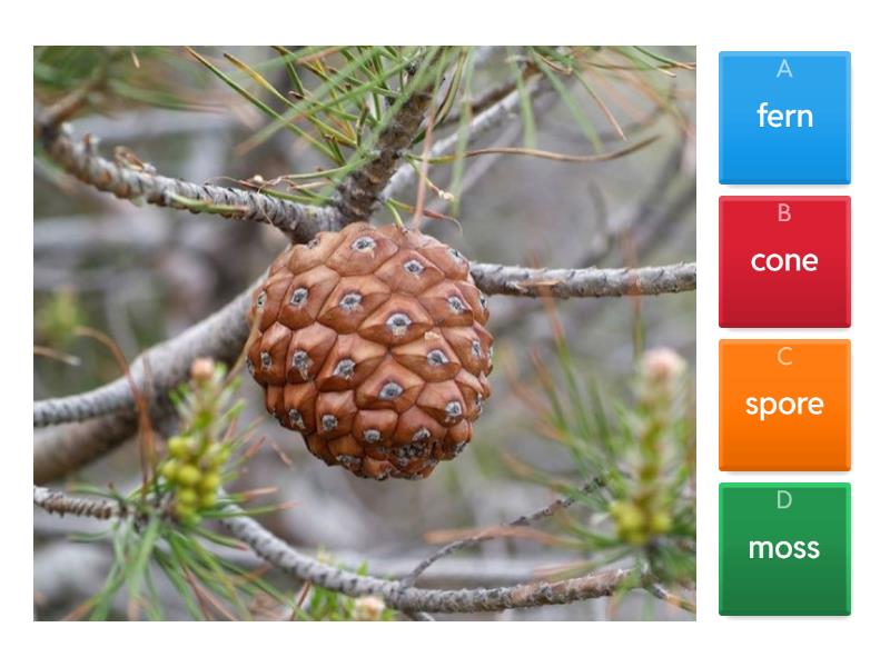 Seed and non-seed plants - Quiz