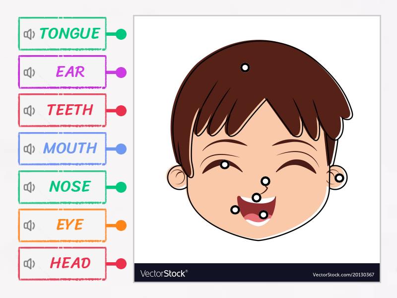 PARTS OF THE FACE - Labelled diagram