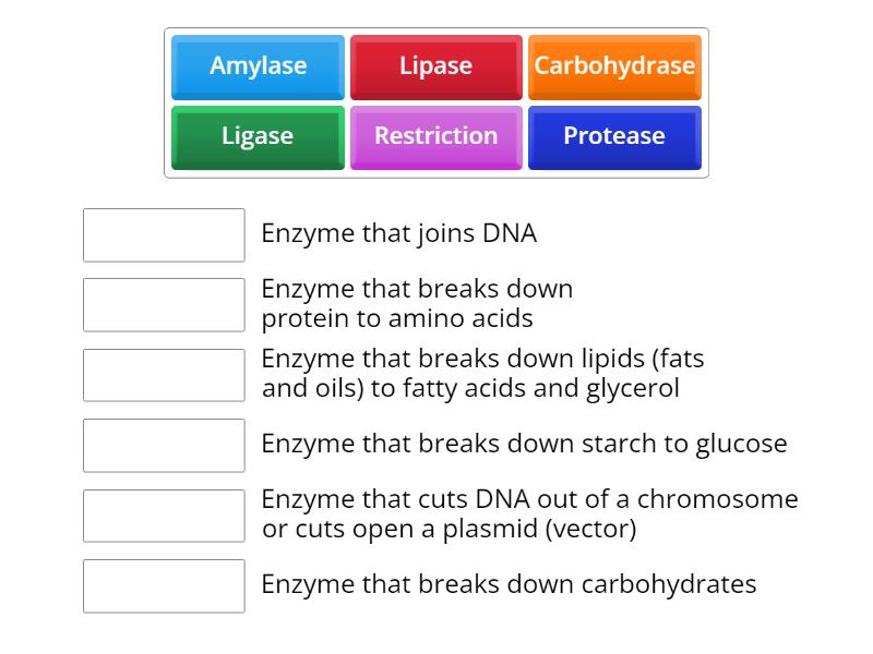 Enzymes and their functions OCR G Biology - Match up