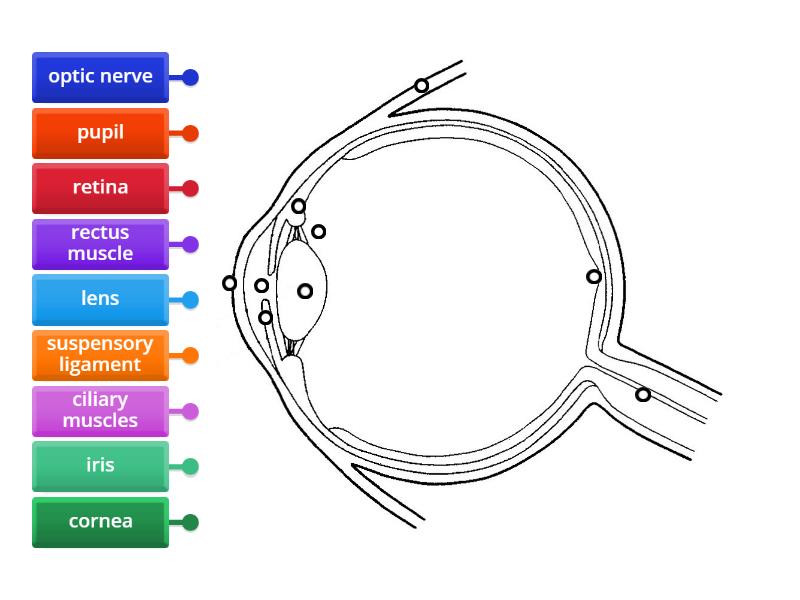 The Parts of a Human Eye - Labelled diagram