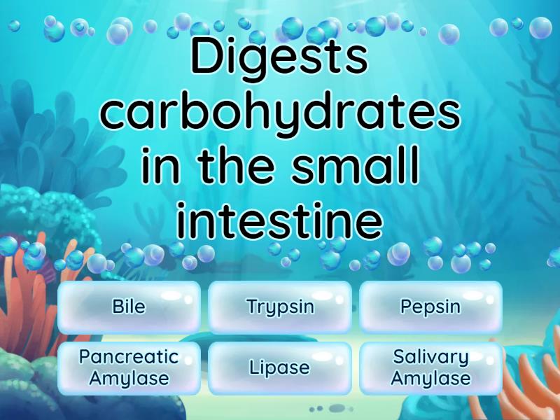 Enzymes and their Function - Find the match Enzymes and their Function - Find the match