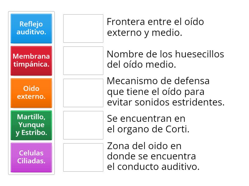Sentido auditivo - Match up