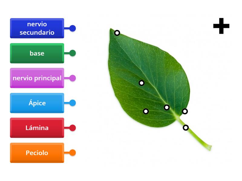 Partes de la hoja - Labelled diagram