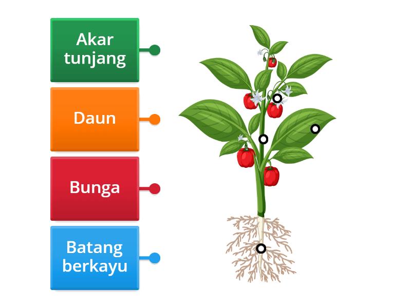 Kuiz kenali bahagian tumbuhan - Labelled diagram