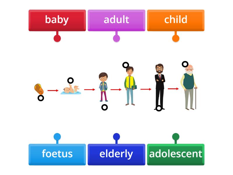 How Humans Grow Timeline - Labelled diagram