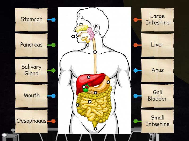Digestive System Basics - Labelled diagram