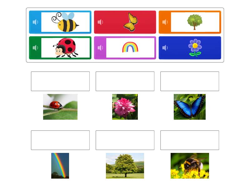 butterfly ladybug bumblebee song - Match up