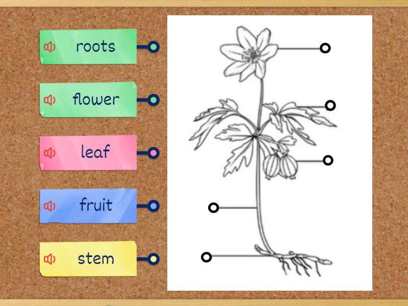 Label Plant - Labelled diagram