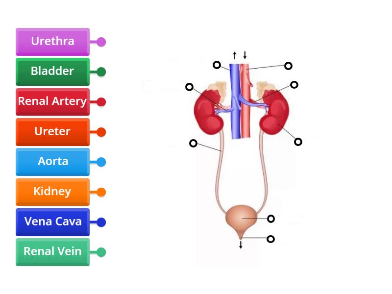 Excretory System Label Diagram - Labelled diagram
