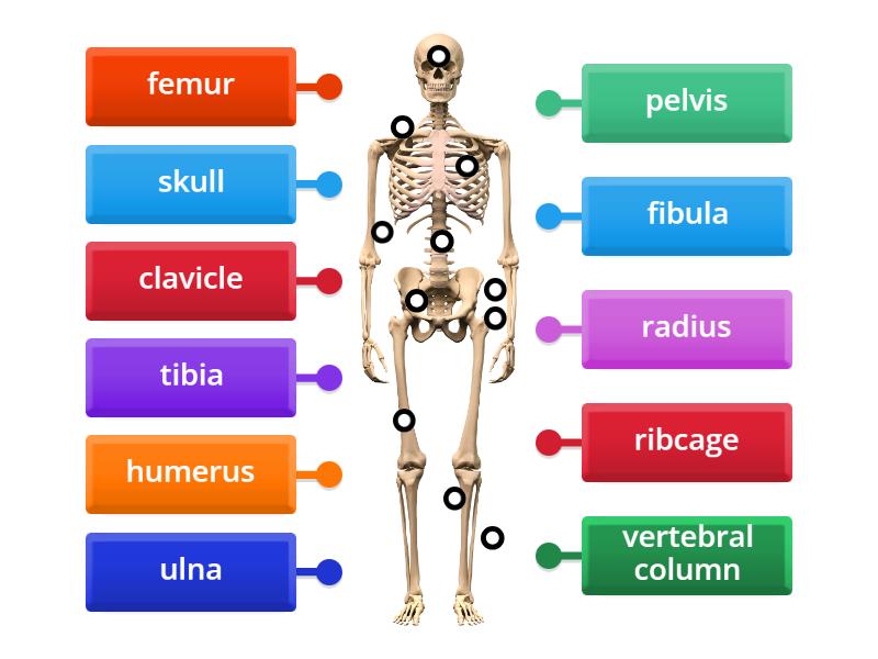 Lable the Skeleton - Labelled diagram