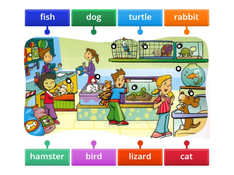 Pets - Labelled diagram