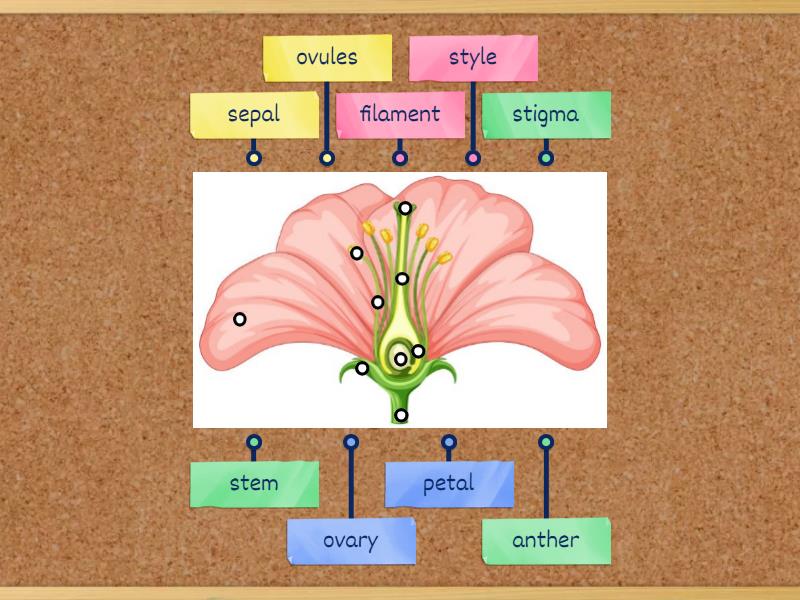 Structure of a Flower - Labelled diagram