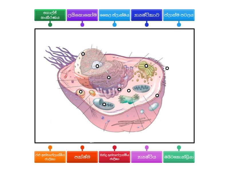 සත්ත්ව සෛලය - Labelled diagram