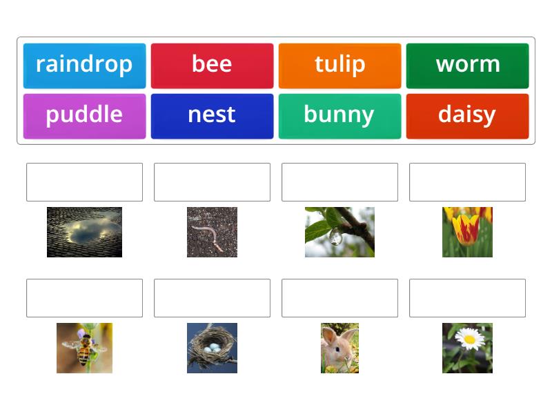 spring. vocabulary - Match up