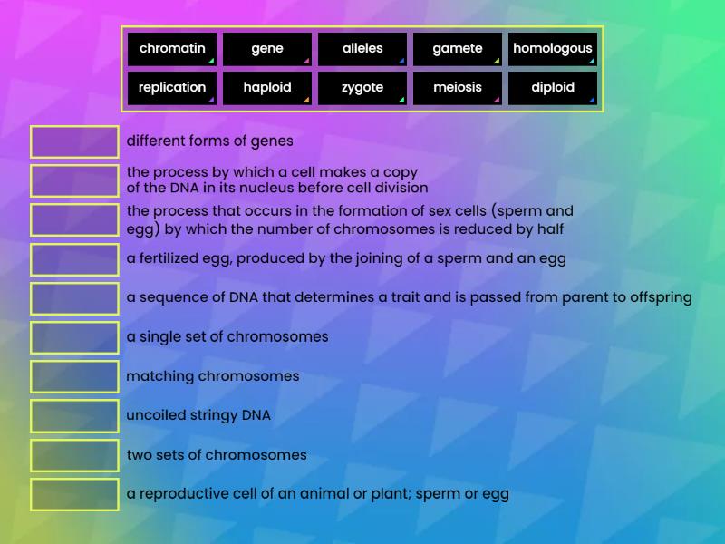 Meiosis - Match up