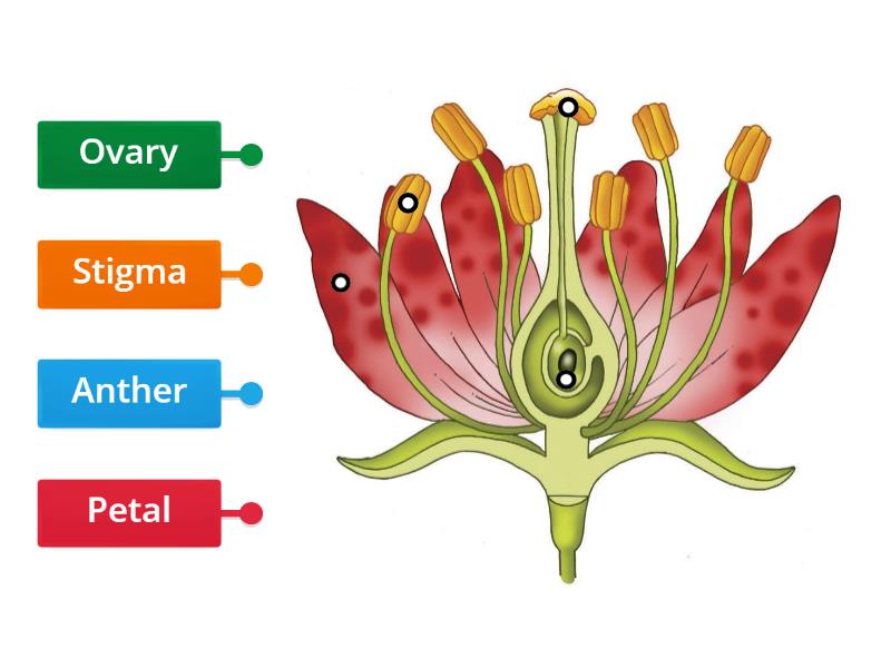 Plant Reproductive Systems - Labelled diagram