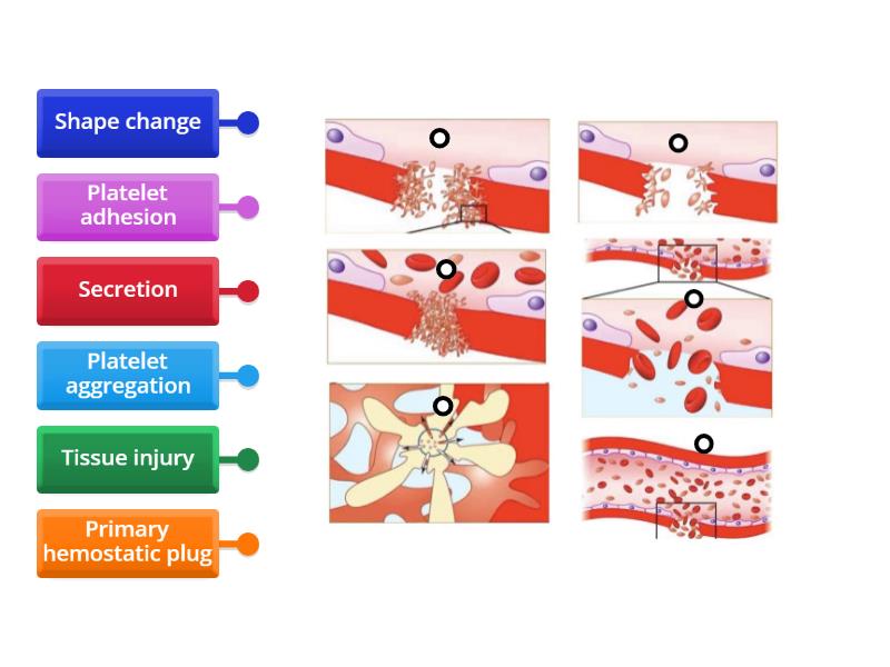 Formation of primary hemostasis plug - Labelled diagram